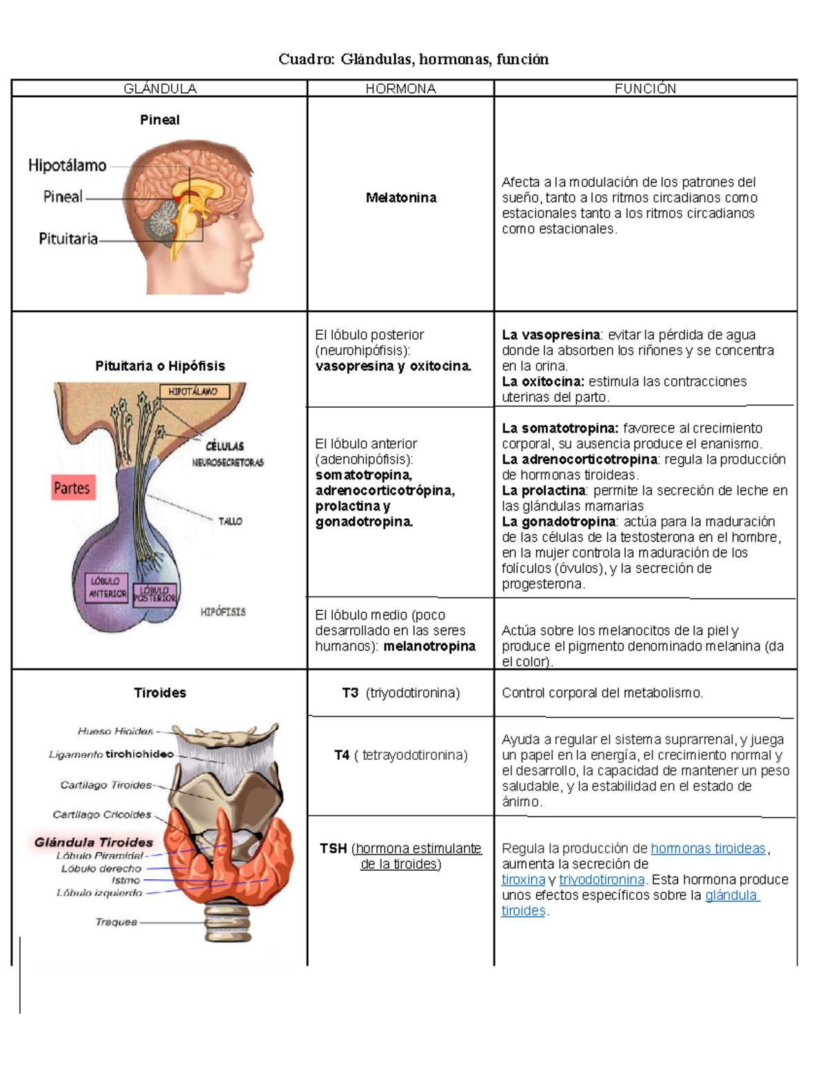 Cuadro Sistema Endocrino - Cuadro: Glándulas, hormonas, función ...