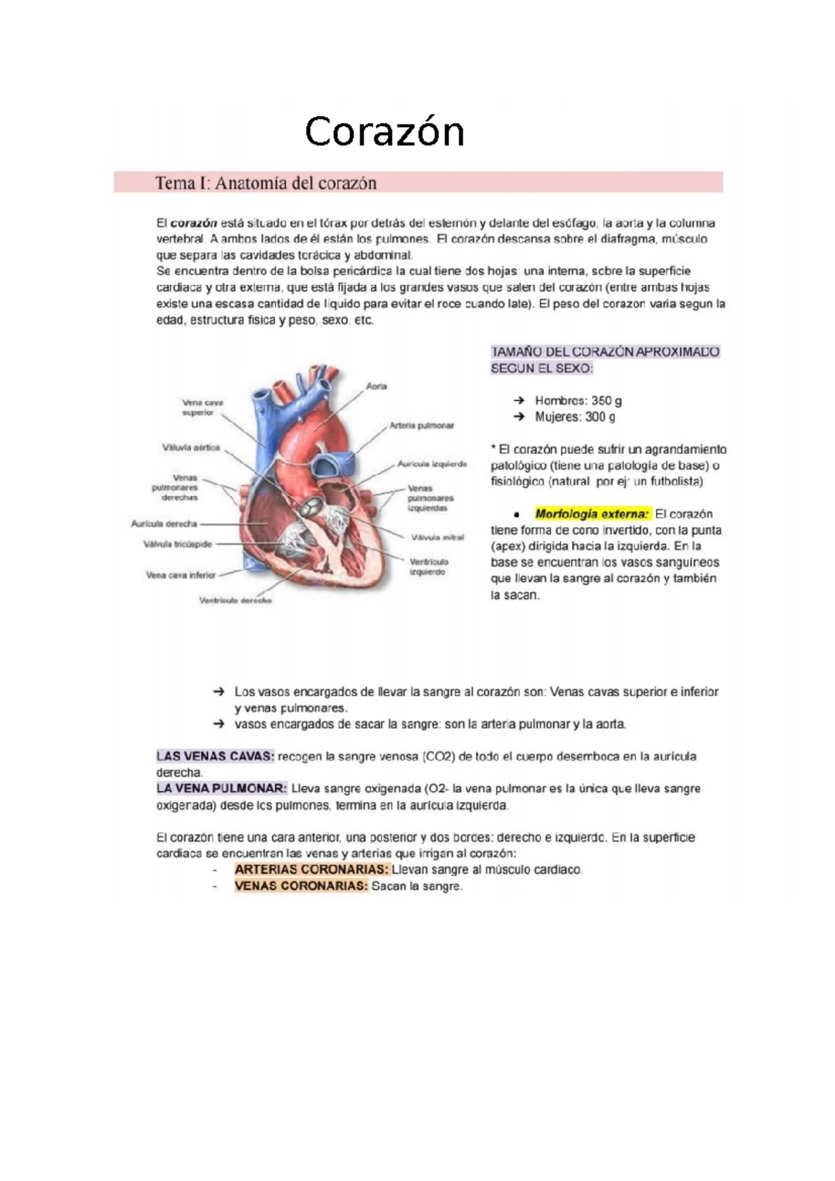 Anatomia del corazon - Generalidades del corazón - Anatomía Humana - Corazón - Studocu