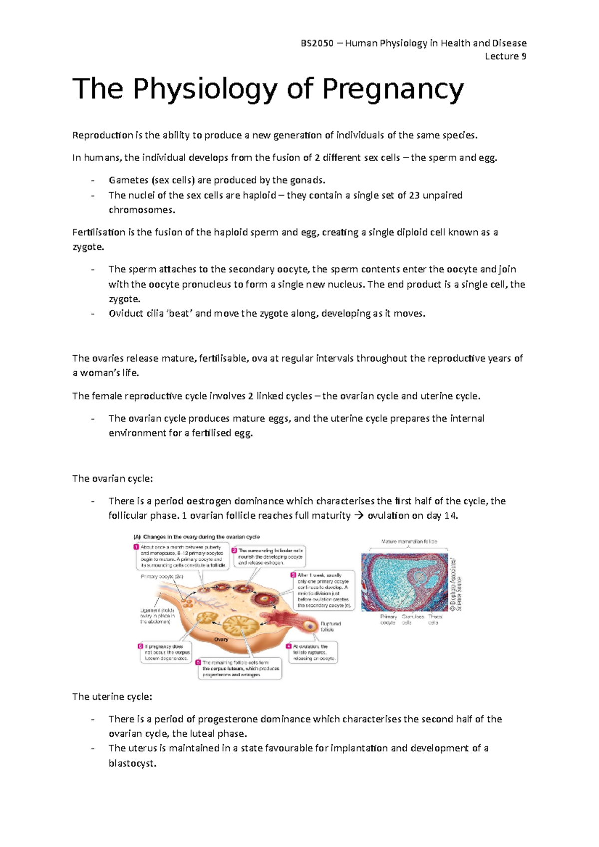 9 - Physiology of Pregnancy - BS2050 – Human Physiology in Health and ...