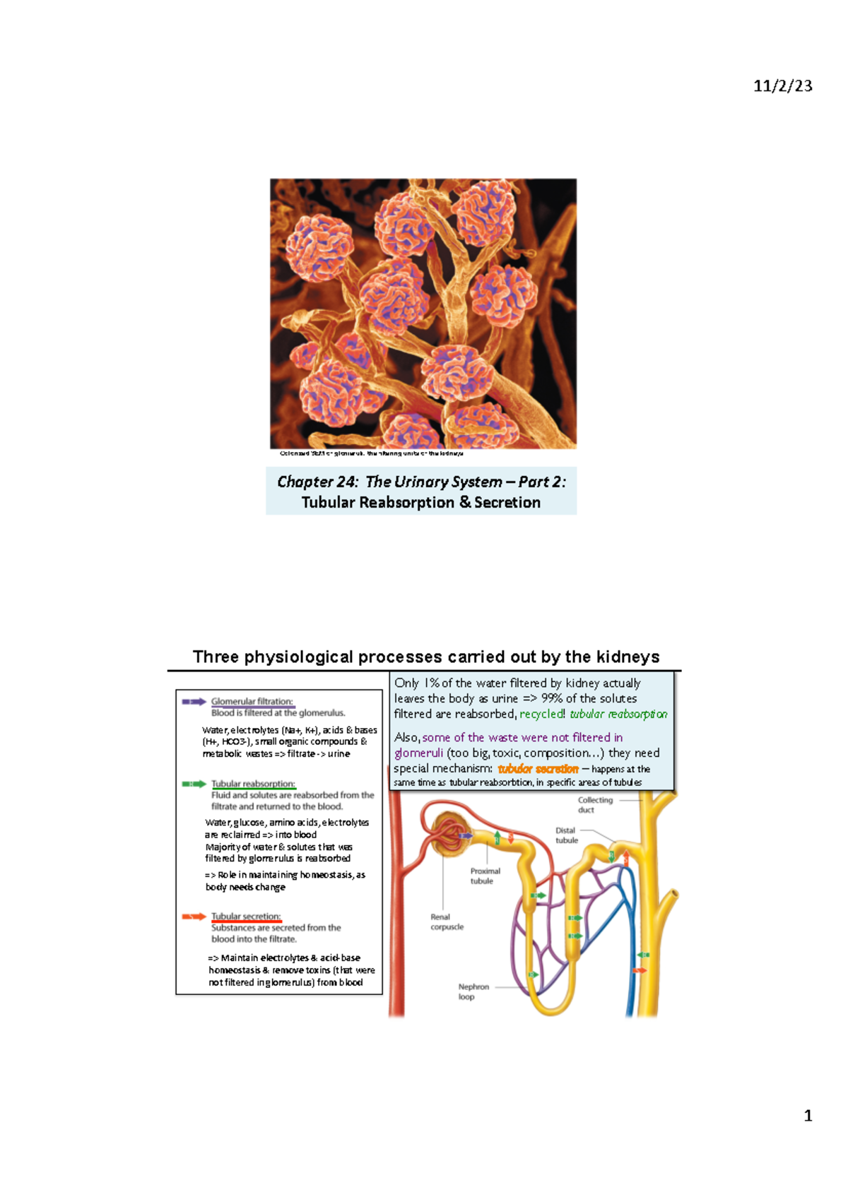 10-Urinary System- Lecture Part 2-Fall2023 - © 2019 Pearson Education ...