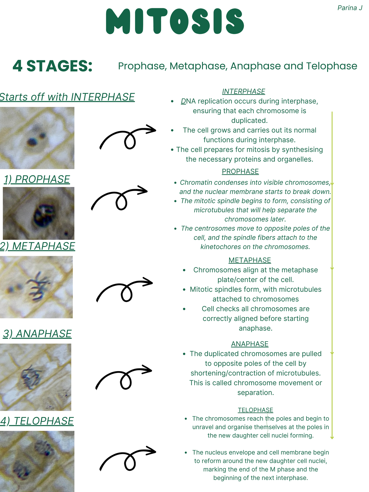 Mitosis - MITOSIS 4 STAGES: Prophase, Metaphase, Anaphase and Telophase ...