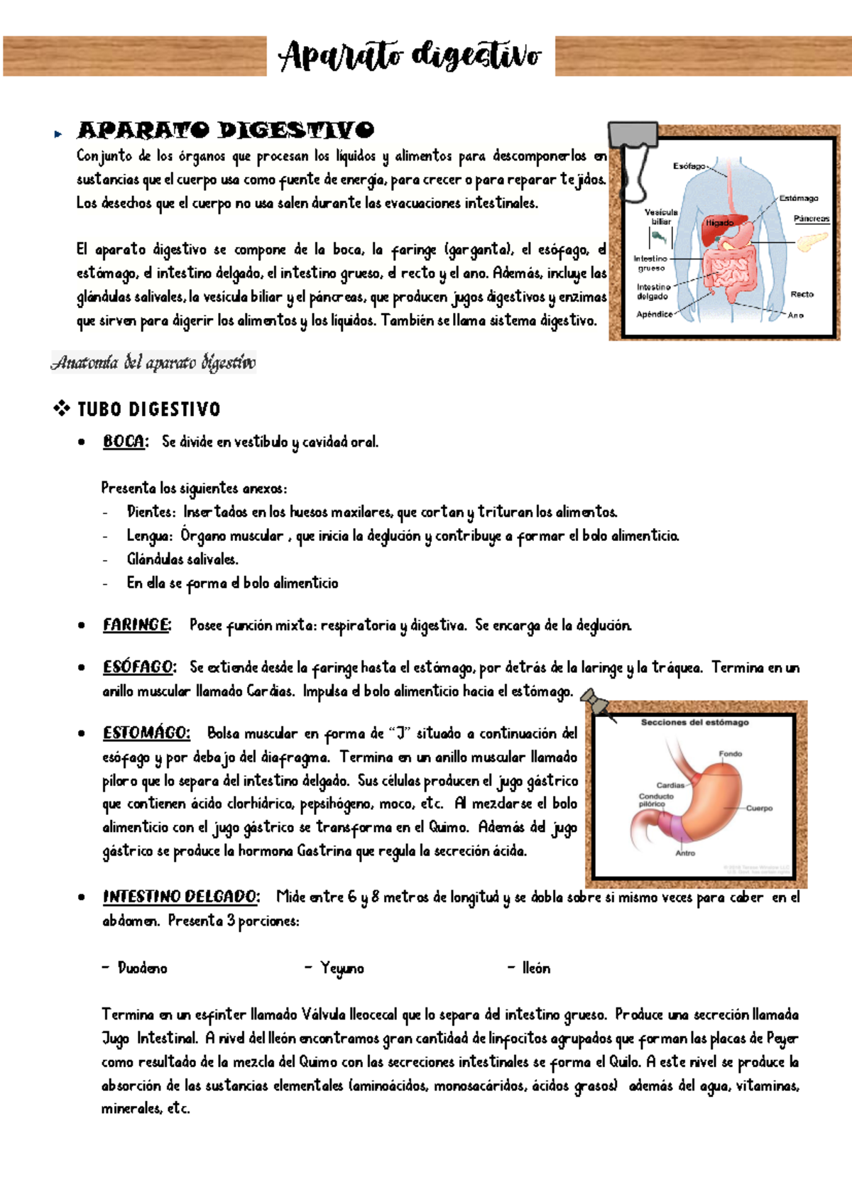 Aparato digestivo - Resumen Biología General - Aparato digestivo ...