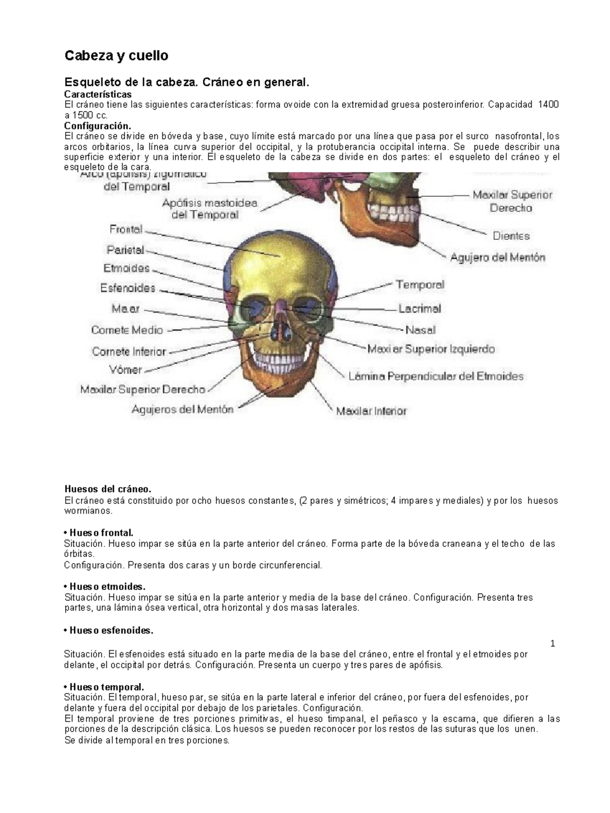 Caparros - anatomian - Cabeza y cuello Esqueleto de la cabeza. Cráneo ...