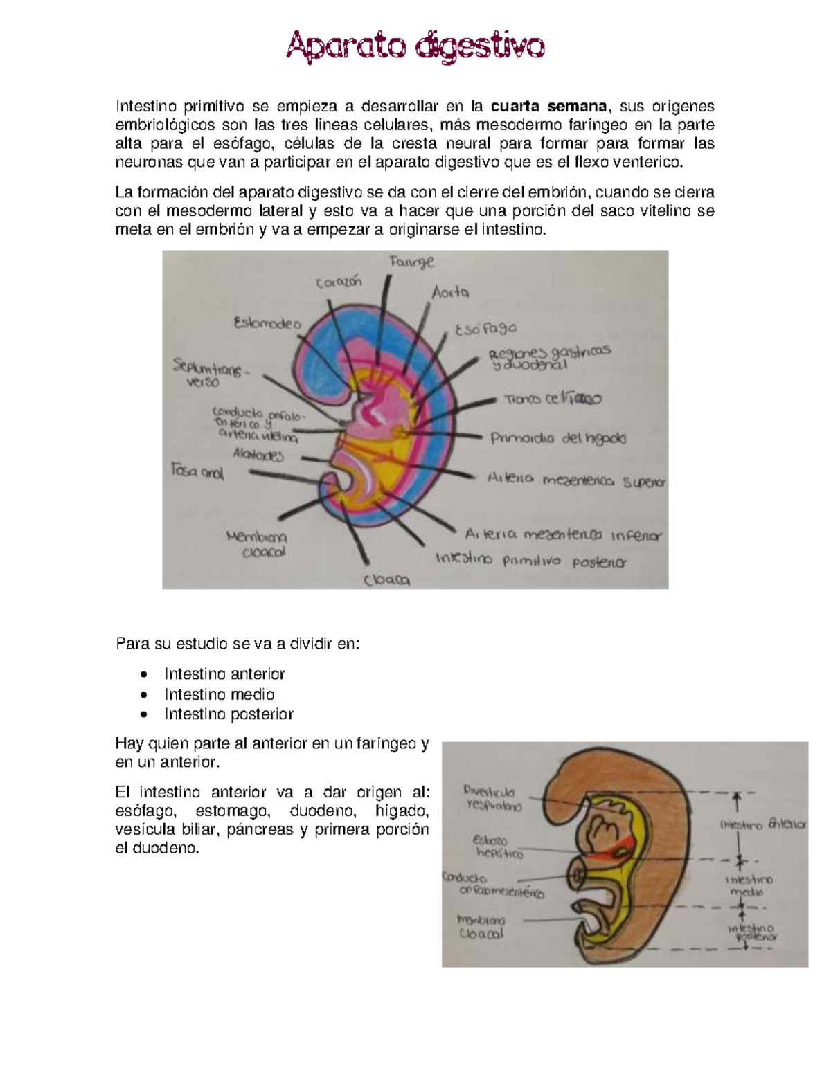Resumen Aparato digestivo - Intestino primitivo se empieza a ...