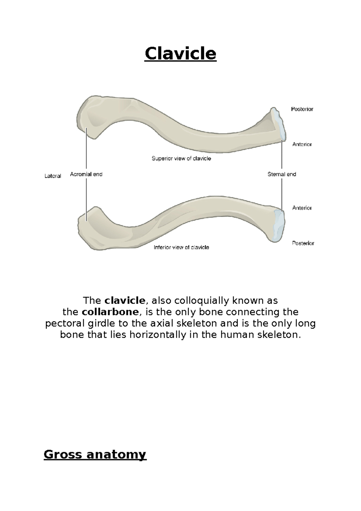 Clavicle - Notes and information on the bones in the Shoulder Girdle ...