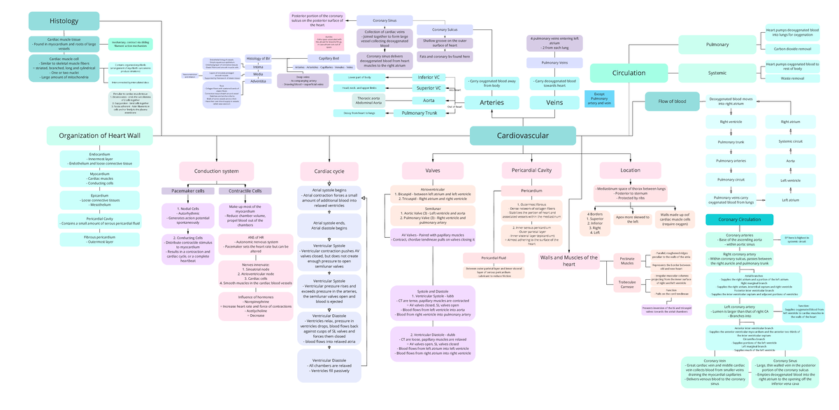 My First Board - Cardiovascular - Left coronary artery Lumen is larger ...