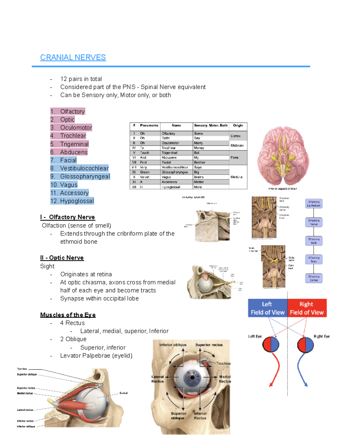 PNS - Cranial nerves - class notes - CRANIAL NERVES 12 pairs in total ...