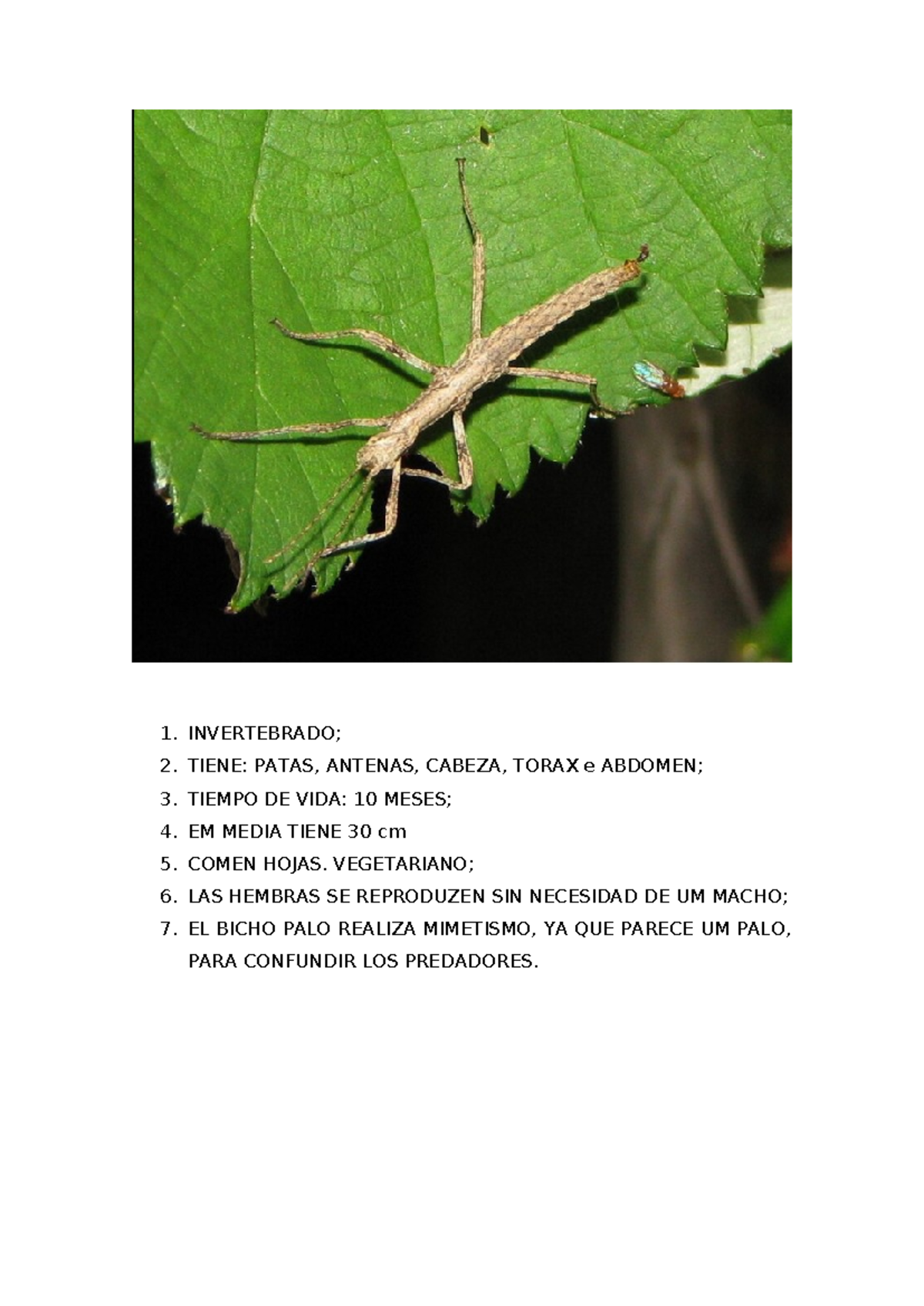 Bicho-PALO - Biologia - 1. INVERTEBRADO; TIENE: PATAS, ANTENAS, CABEZA ...