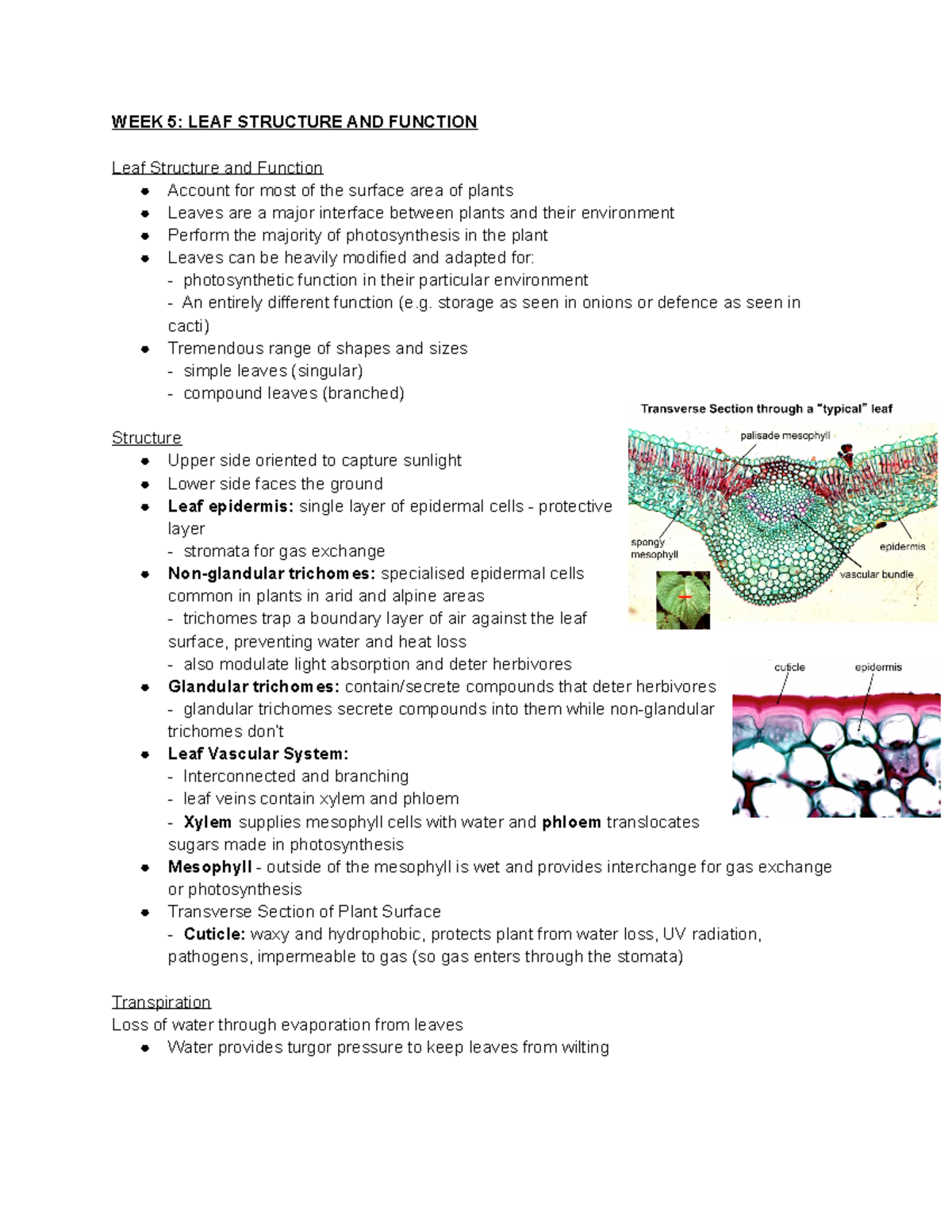 WEEK 5 LEAF Structure AND Function - WEEK 5: LEAF STRUCTURE AND ...