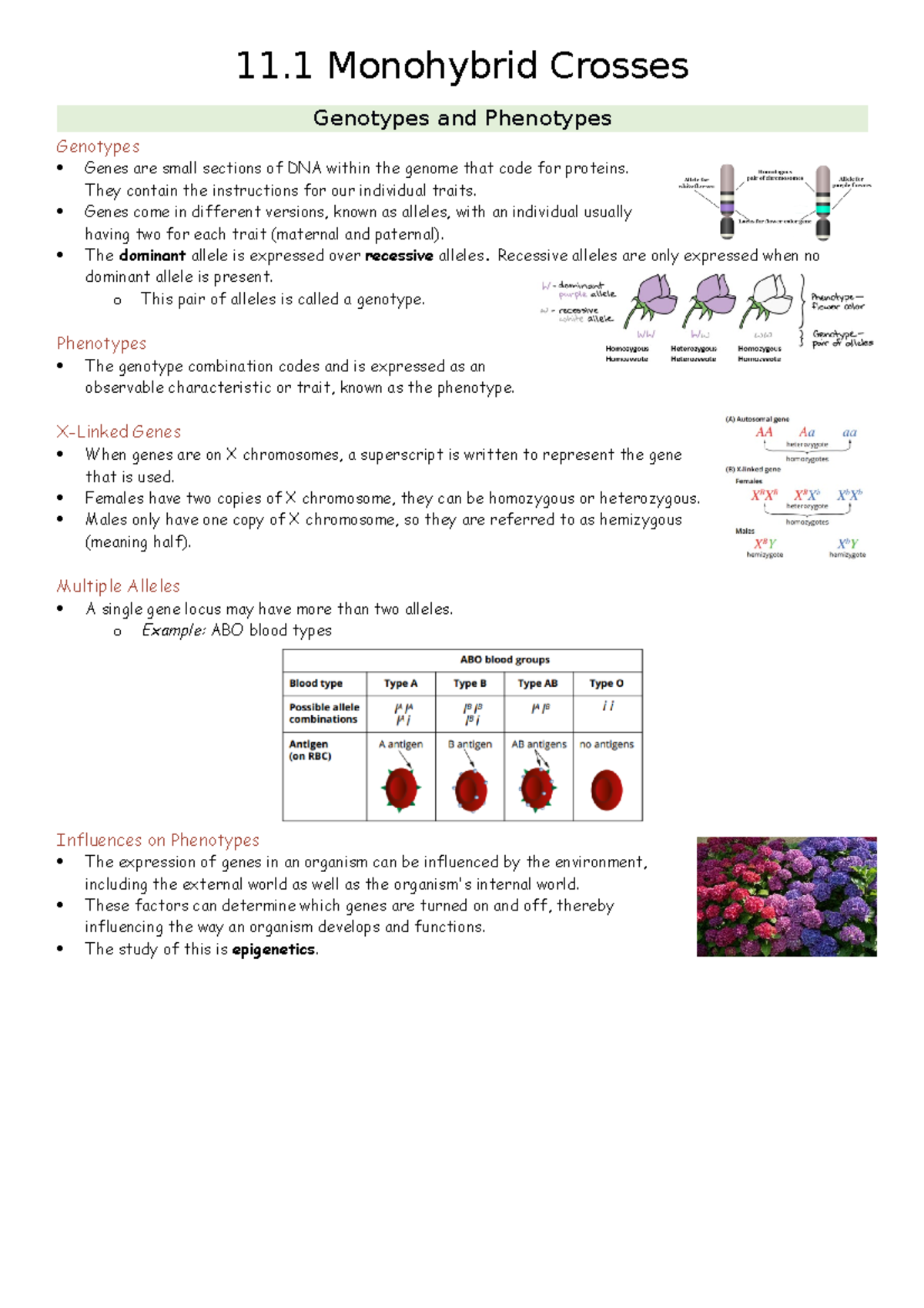 11.1 Monohybrid Crosses - 11 Monohybrid Crosses Genotypes and ...