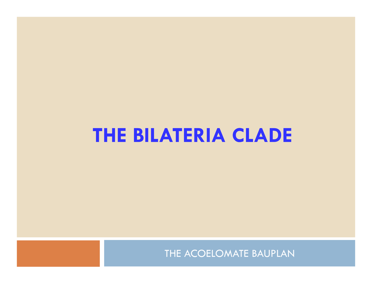 The Bilateria Clade - THIS ENTAILS THE CAVITY THE BODY CAVITY OF ...