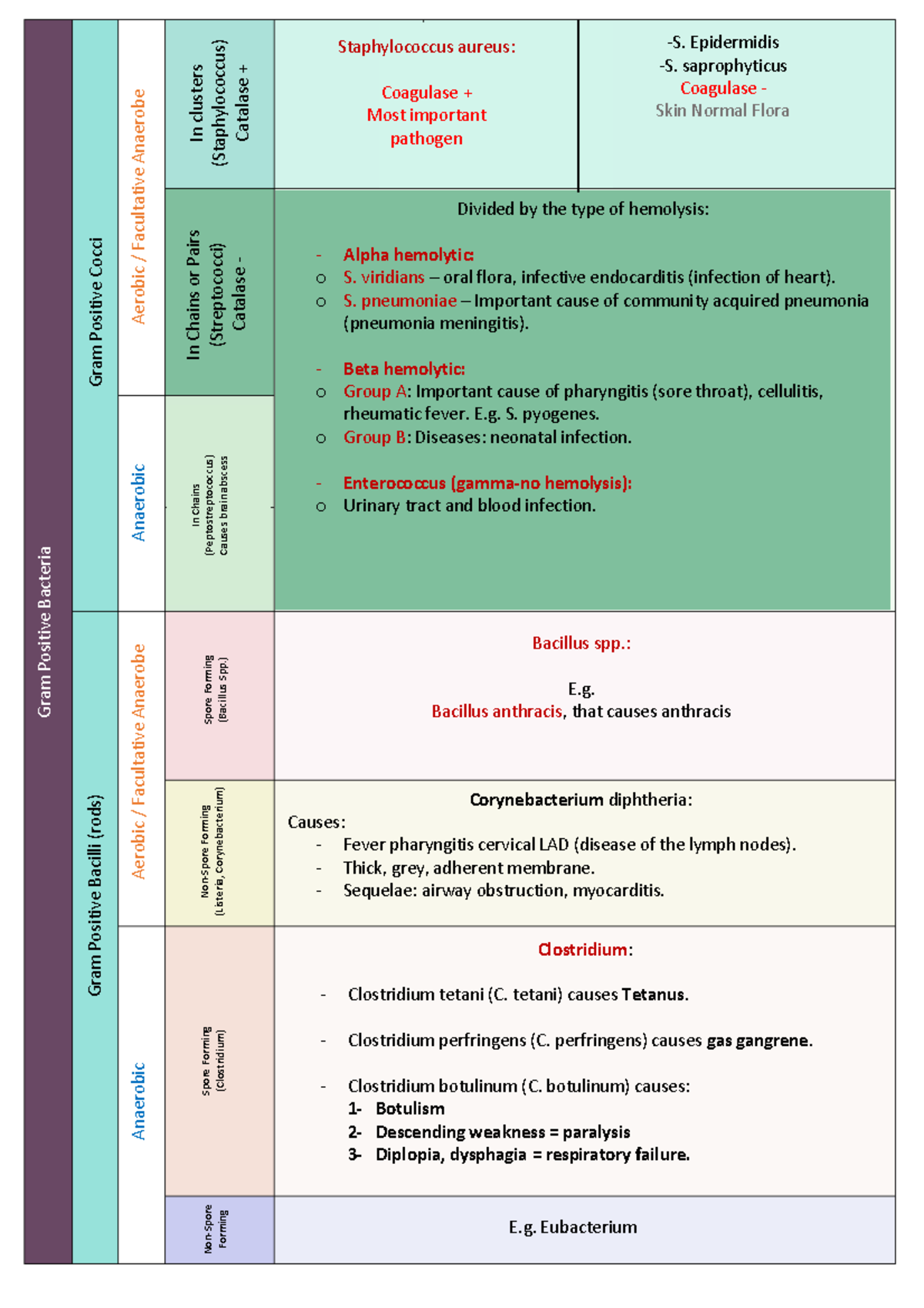 Gram - Microteam 439 - Summary - Gram Positive Bacteria Aerobic ...