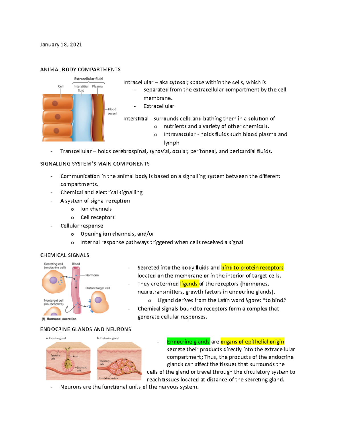 January 18 - Lecture Notes - January 18, 2021 ANIMAL BODY COMPARTMENTS ...