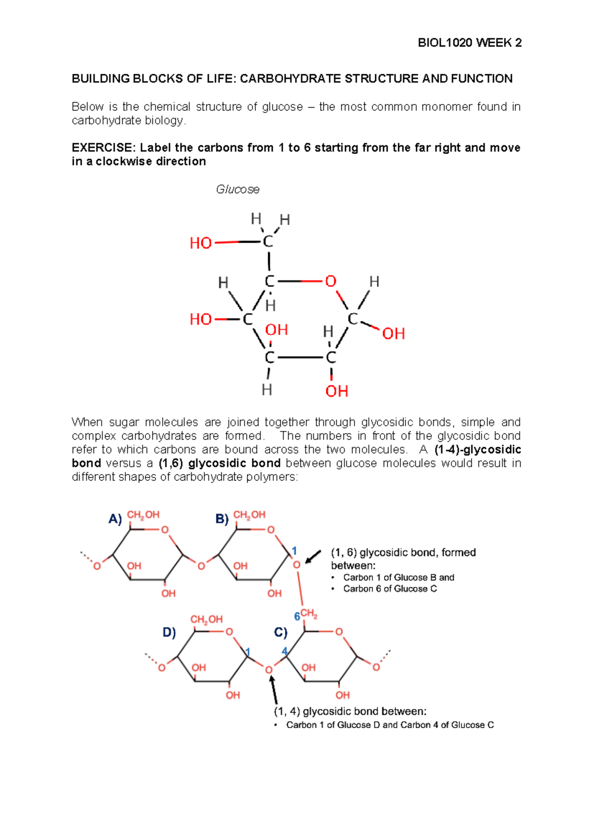 BIOL1020 week 2-tutorial - BUILDING BLOCKS OF LIFE: CARBOHYDRATE ...