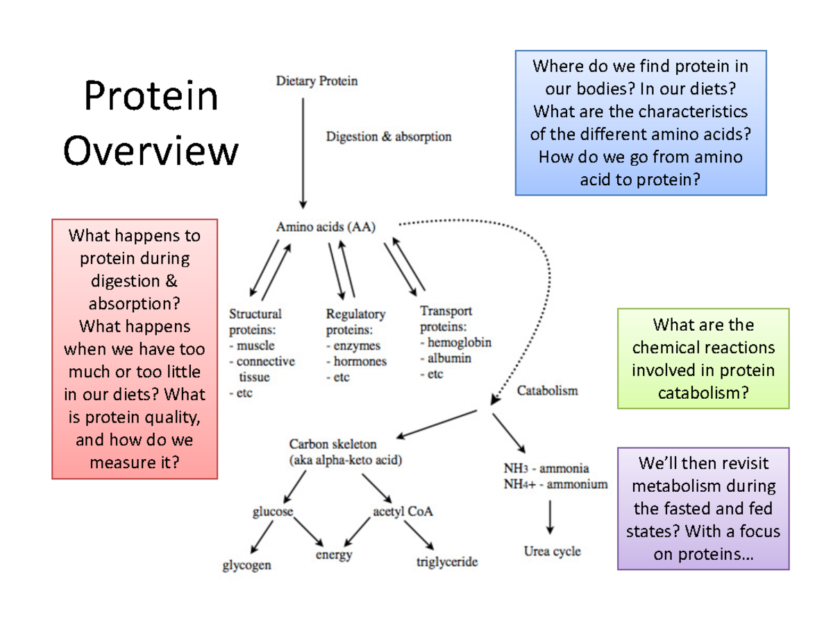 NUTR3210 Proteins Part3 - Protein Overview Where do we find protein in ...