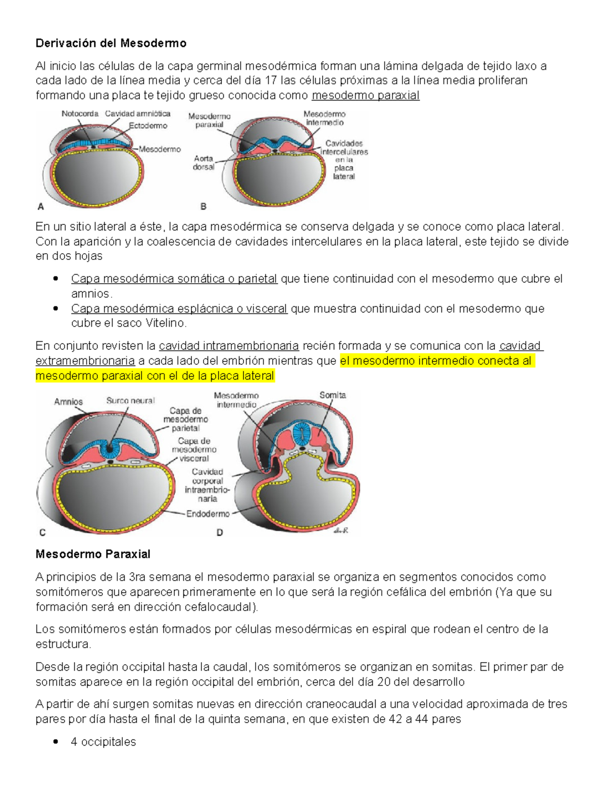 Periodo embrionario (Organogénesis) - Derivación del Mesodermo Al inicio las células de la capa ...