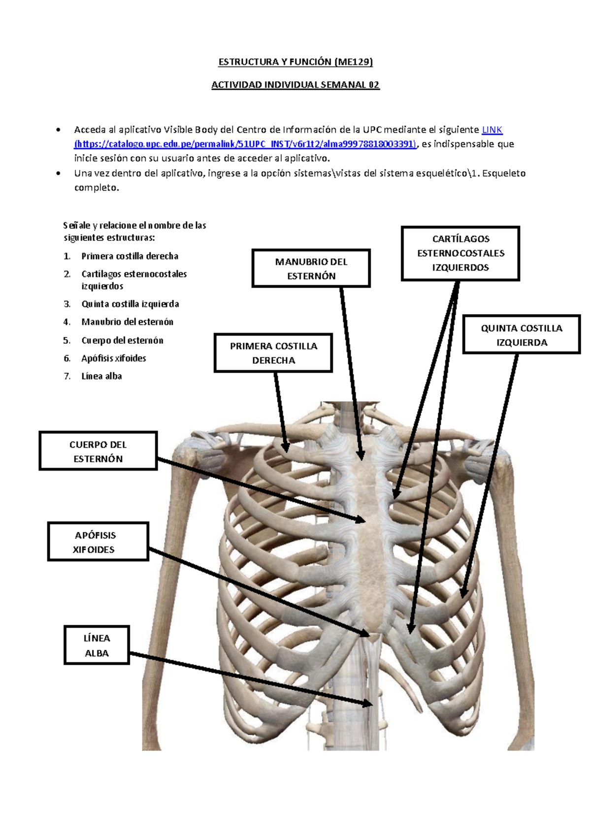 Tarea academicca 2 - CUERPO DEL ESTERNÓN APÓFISIS XIFOIDES LÍNEA ALBA ...