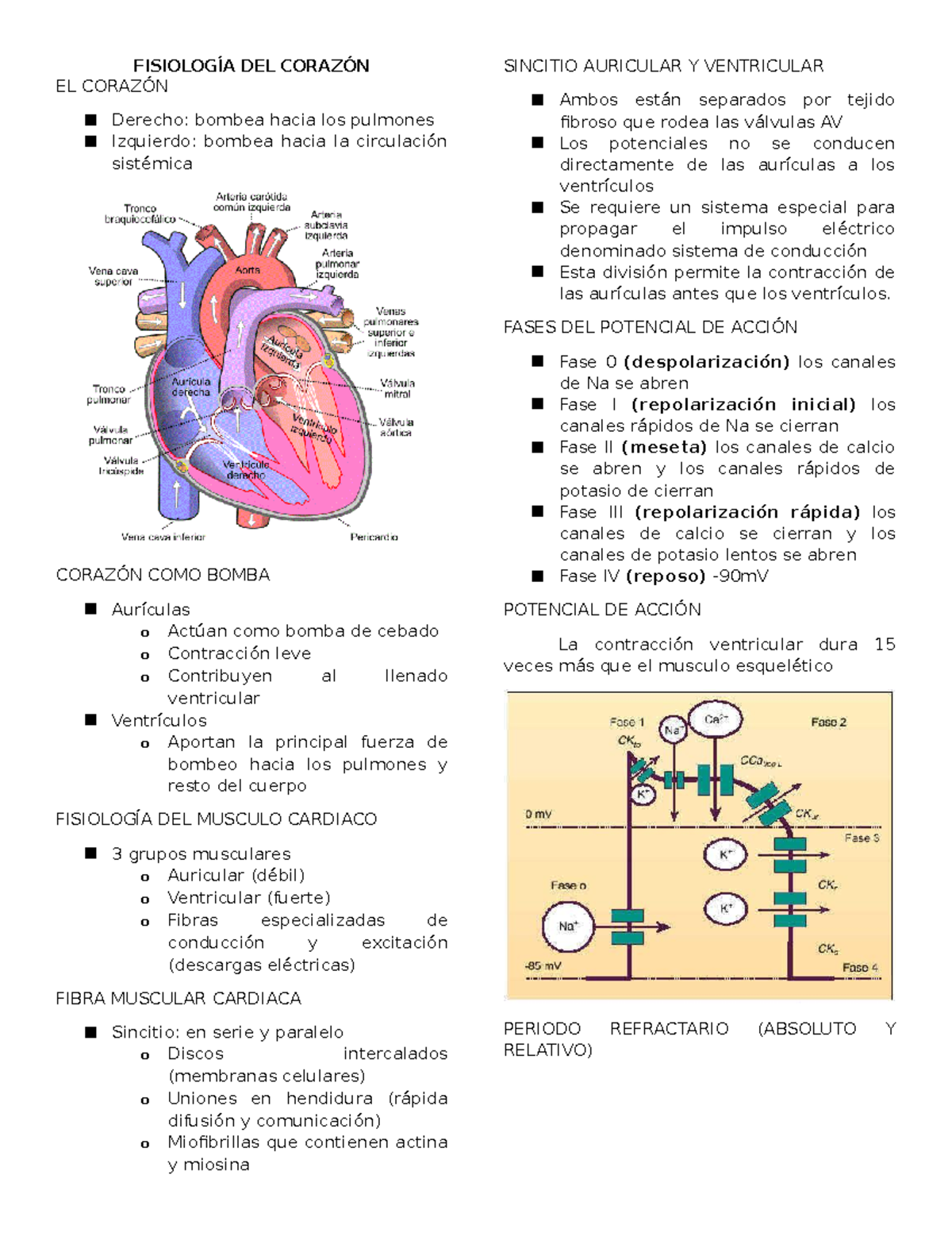 Fisiología del corazón - FISIOLOGÍA DEL CORAZÓN EL CORAZÓN Derecho ...
