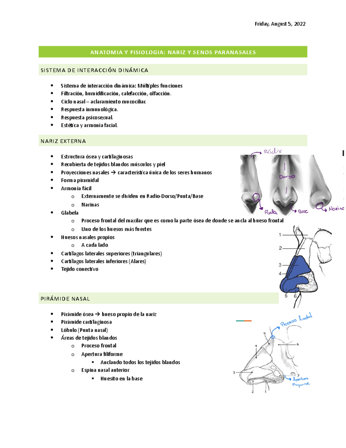 2. Anatomia Y Fisiologia DE LA Nariz - ANATOMIA Y FISIOLOGIA: NARIZ Y ...