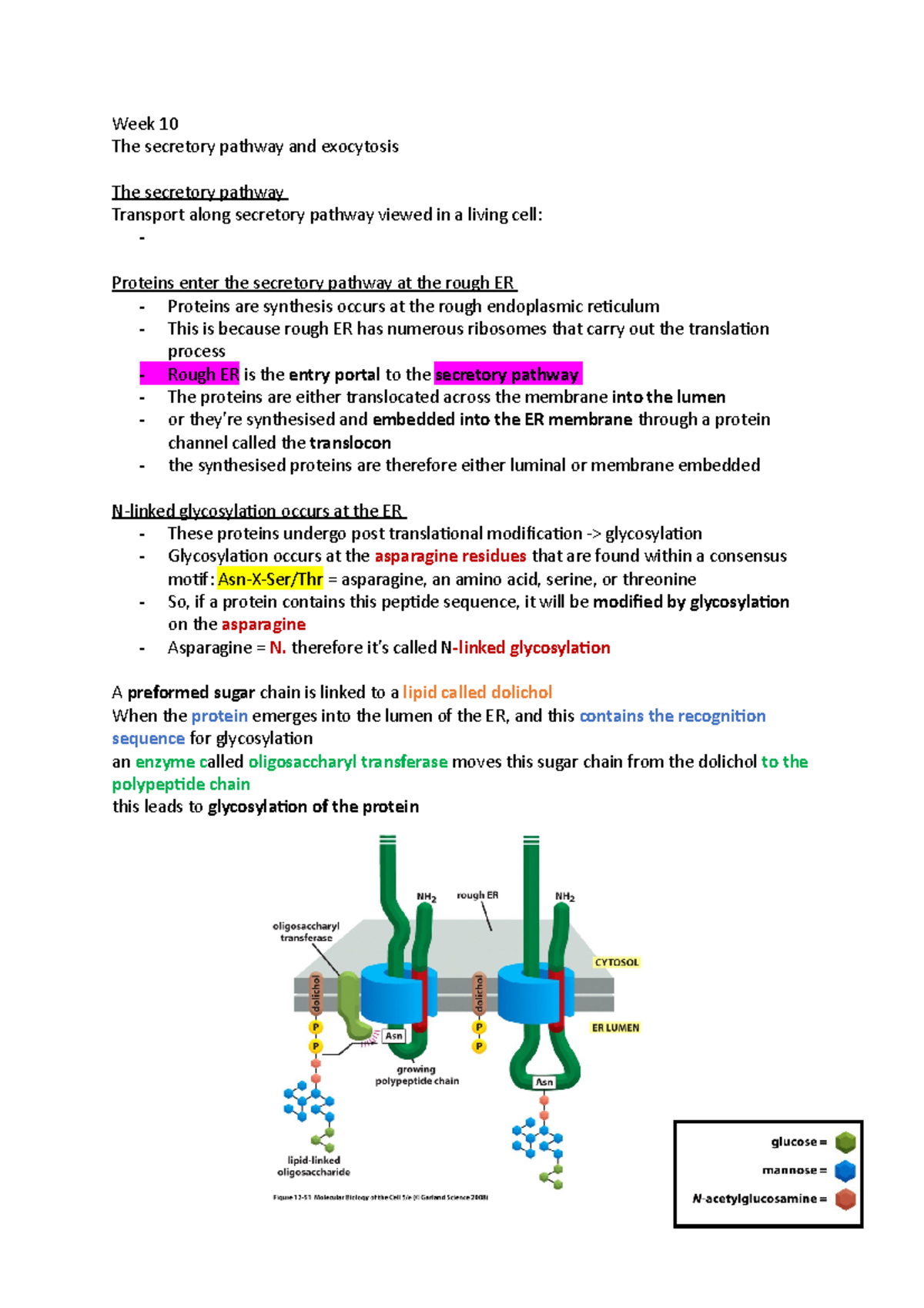 Week 10 - The Secretory Pathway - Week 10 The secretory pathway and ...