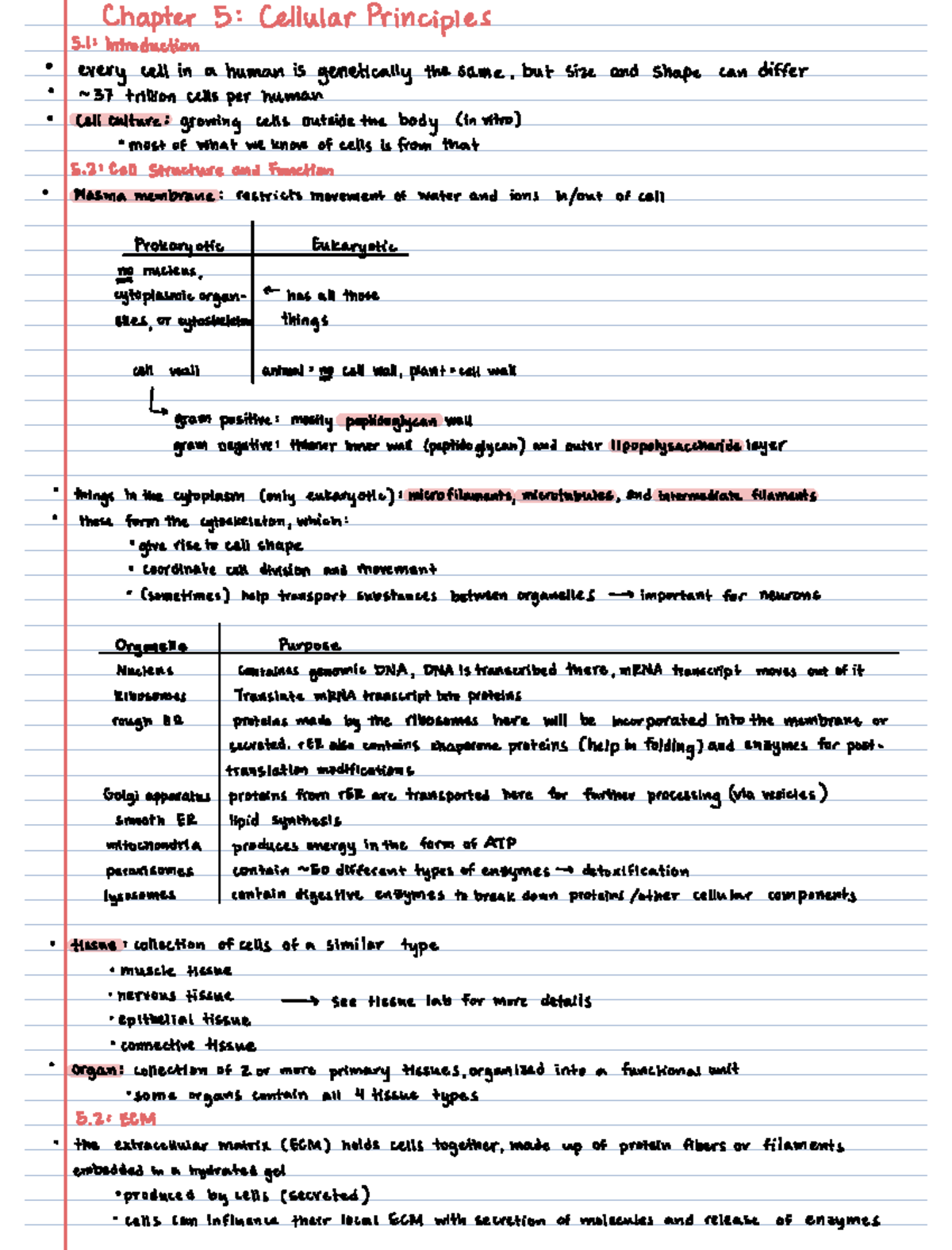 Ch 5 Quiz Review - bio..... - Chapter 5 cellular Principles 5 1 ...