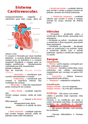 Abdome - Resumo Anatomia Humana - ROTEIRO 4-2: Abdome: Parede do Abdome Parede Ântero-lateral do ...