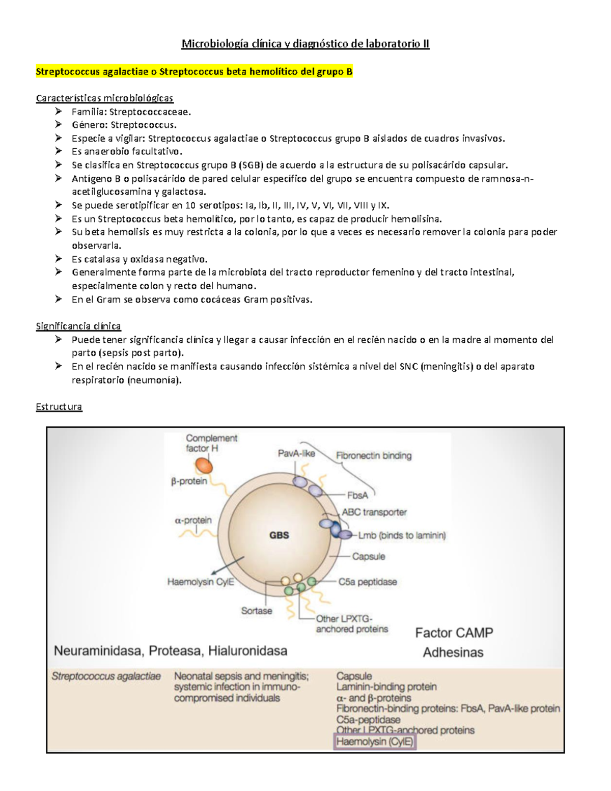 Streptococcus agalactiae o Streptococcus beta hemolítico del grupo B ...