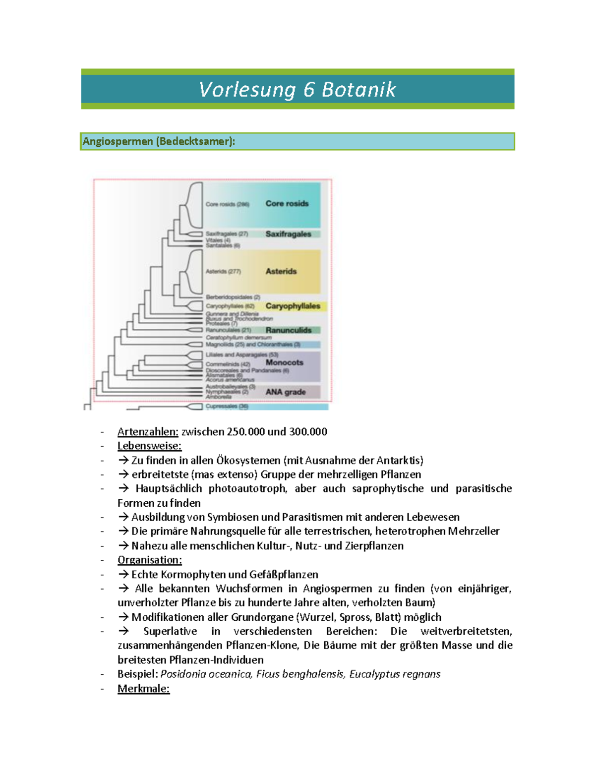Vorlesung 6 Botanik - Vorlesung 6 Botanik Angiospermen (Bedecktsamer ...