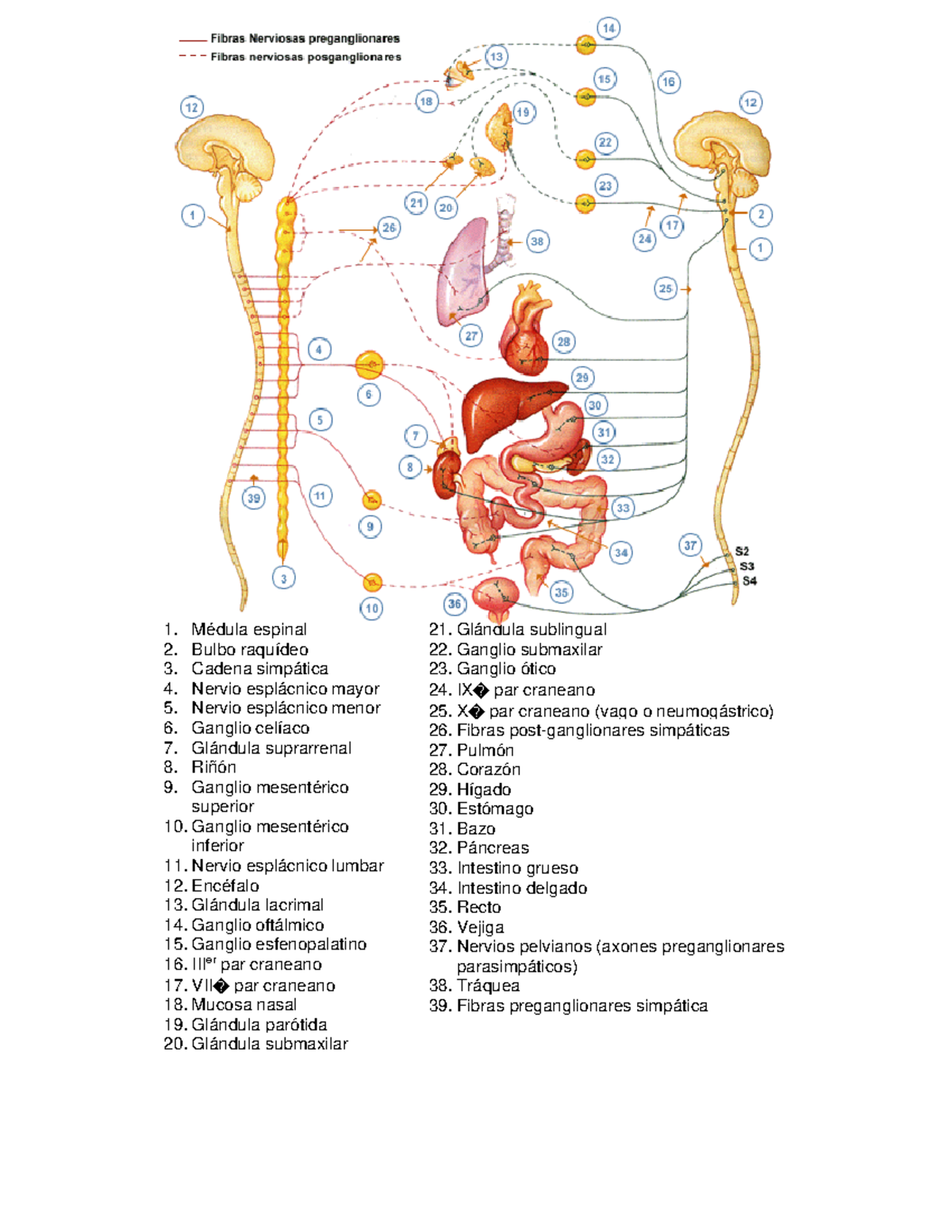 Nervios simpatico y parasimpatico - Médula espinal Bulbo raquídeo ...