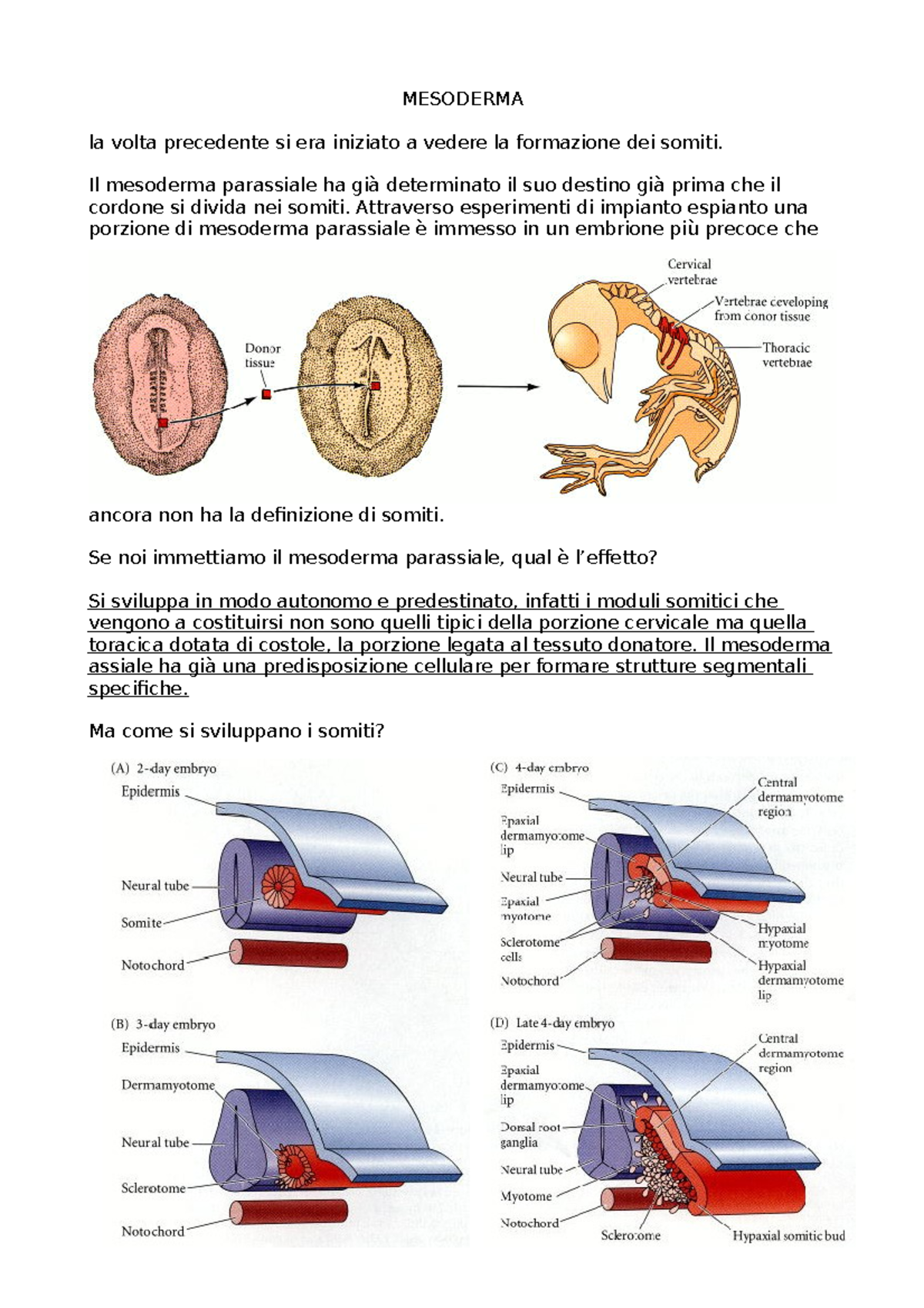 Biologia dello sviluppo lezione XIII Svippo del mesoderma parassiale ...