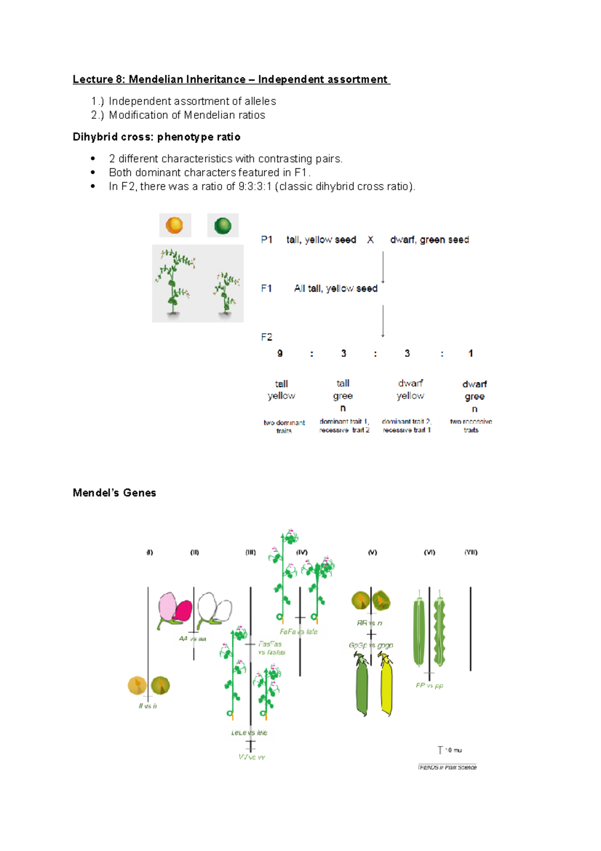 Lecture 8 - Mendelian Inheritance - ) Independent assortment of alleles 2.) Modification of ...
