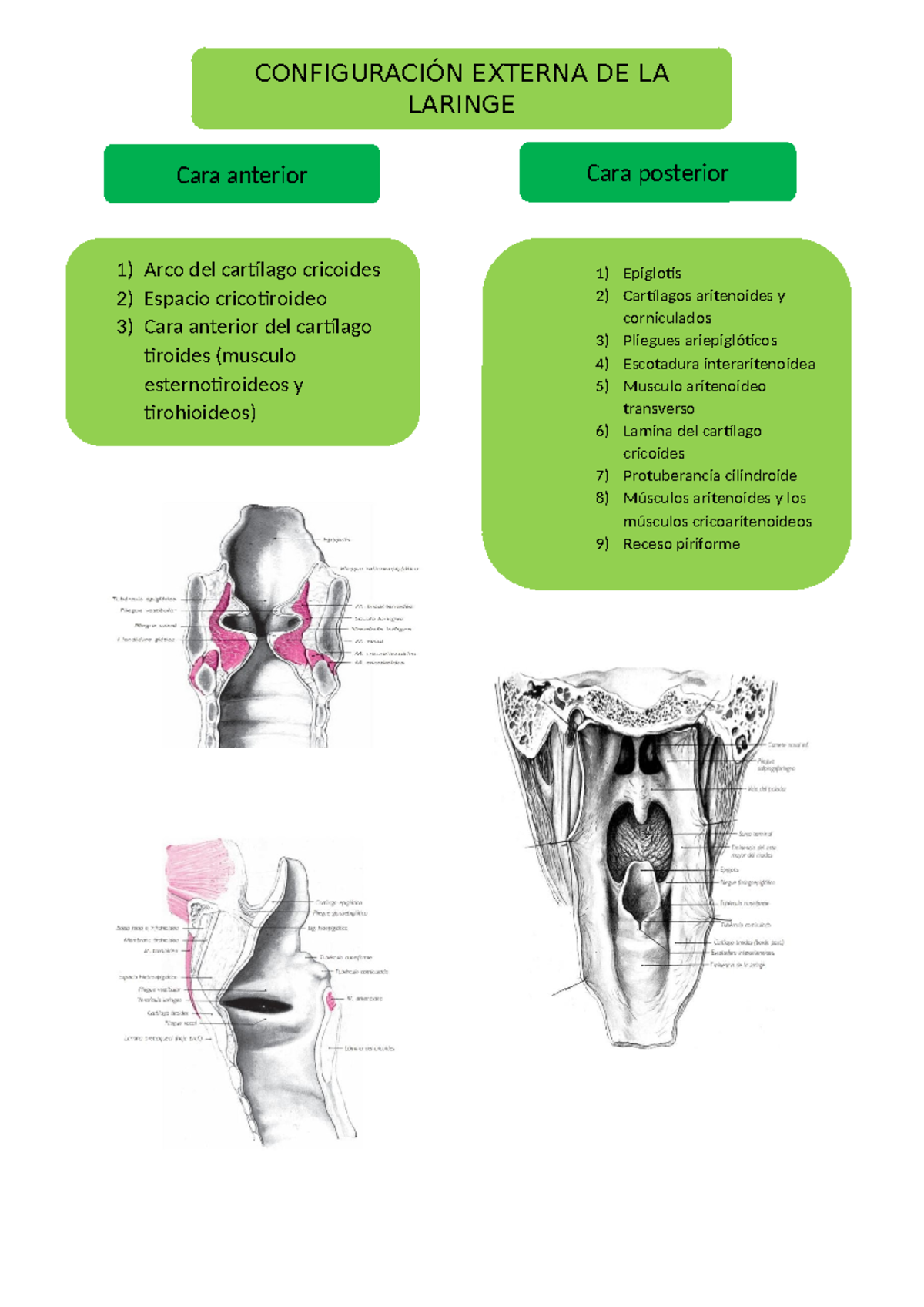Laringe resumen 1 - CONFIGURACIÓN EXTERNA DE LA LARINGE Cara anterior ...