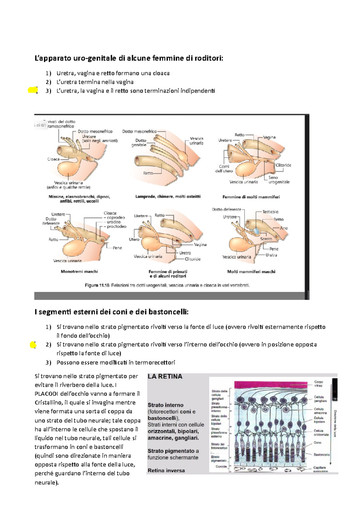 Esercitazione anatomia 26 - L’apparato uro-genitale di alcune femmine ...