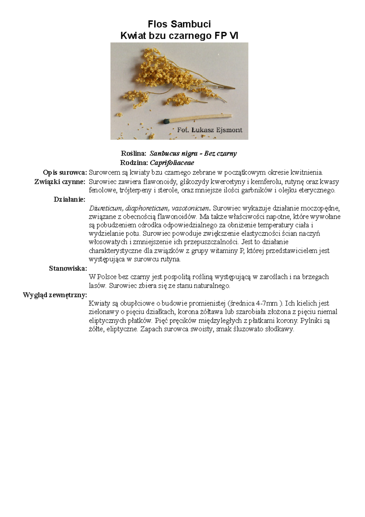 Flos Sambuci - Flos Sambuci Kwiat bzu czarnego FP VI Roślina: Sanbucus ...
