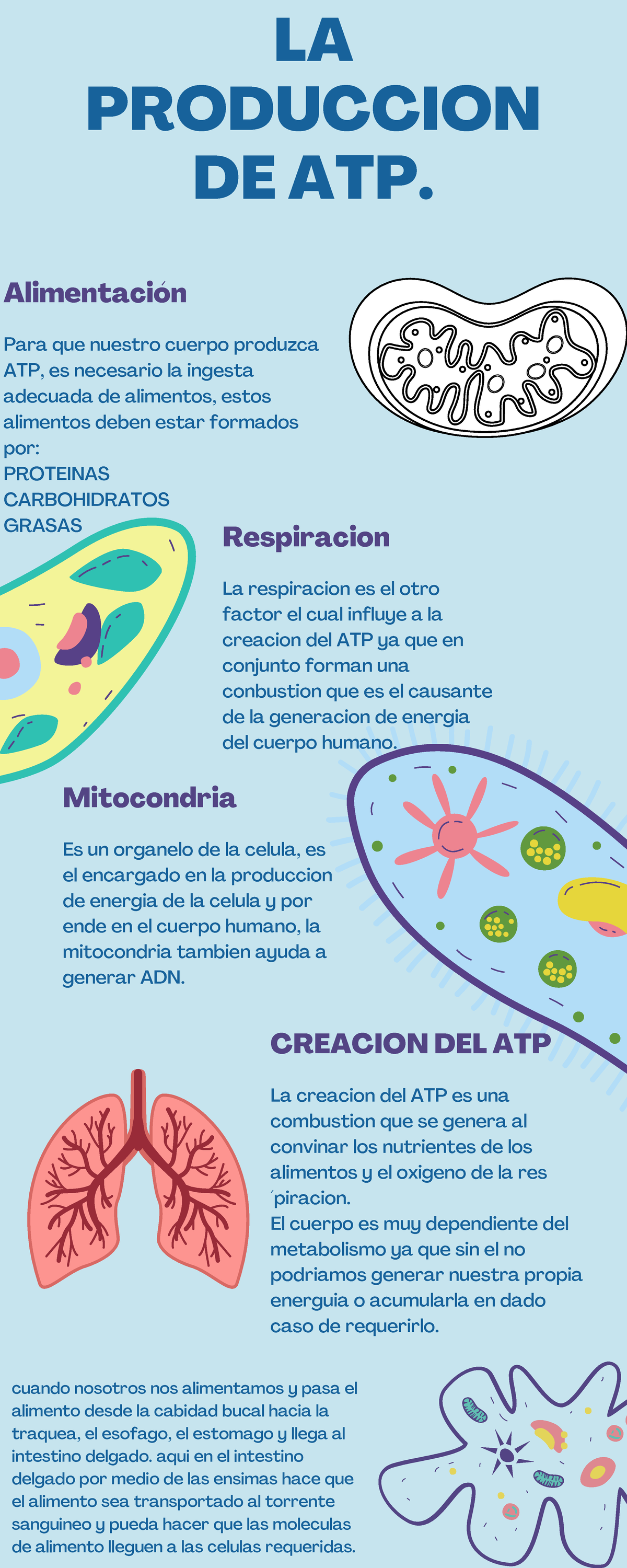 La produccion de ATP. Bannak Ahuatzin Arturo - LA PRODUCCION DE ATP ...