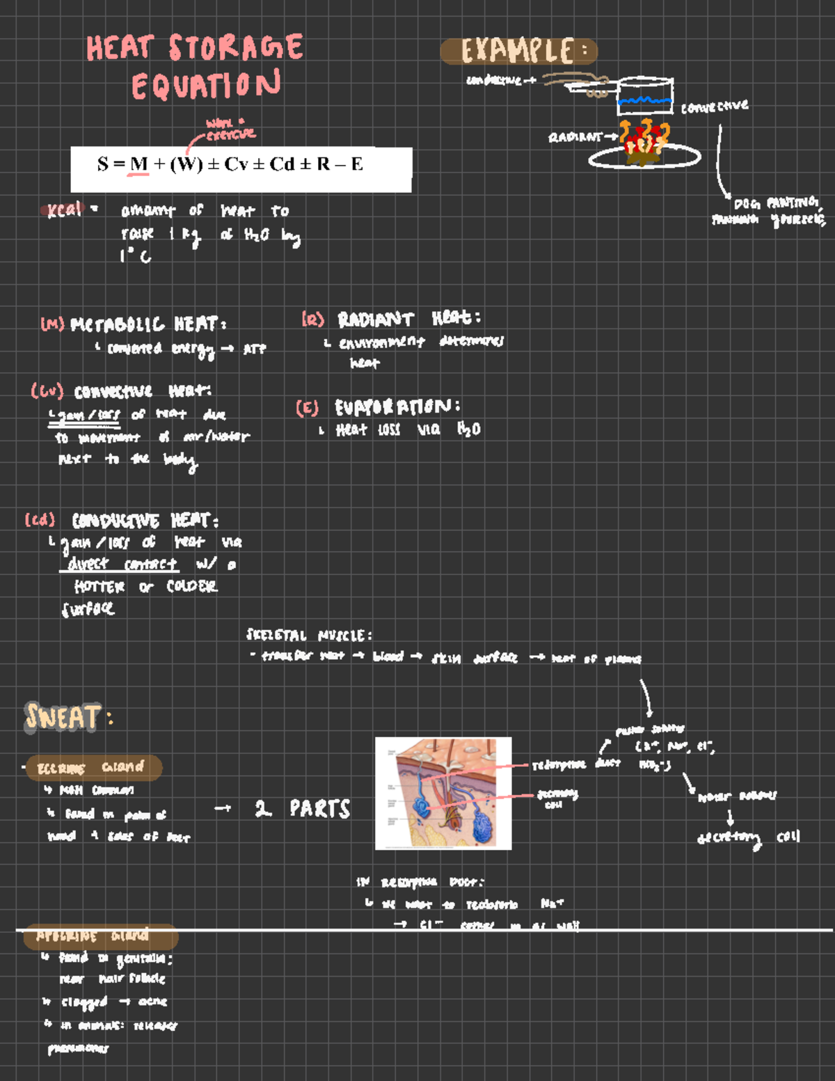 Thermoregulation 1 - Dr. Sumida - HEAT STORAGE EXAMPLE : EQUATION ...