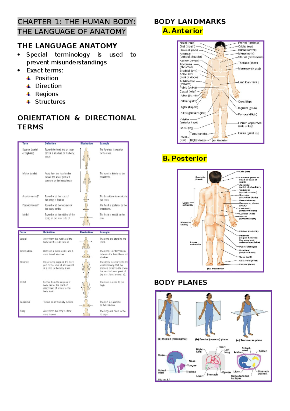Chapter 1 Human Body and the Language of Anatomy - Human Anatomy and ...