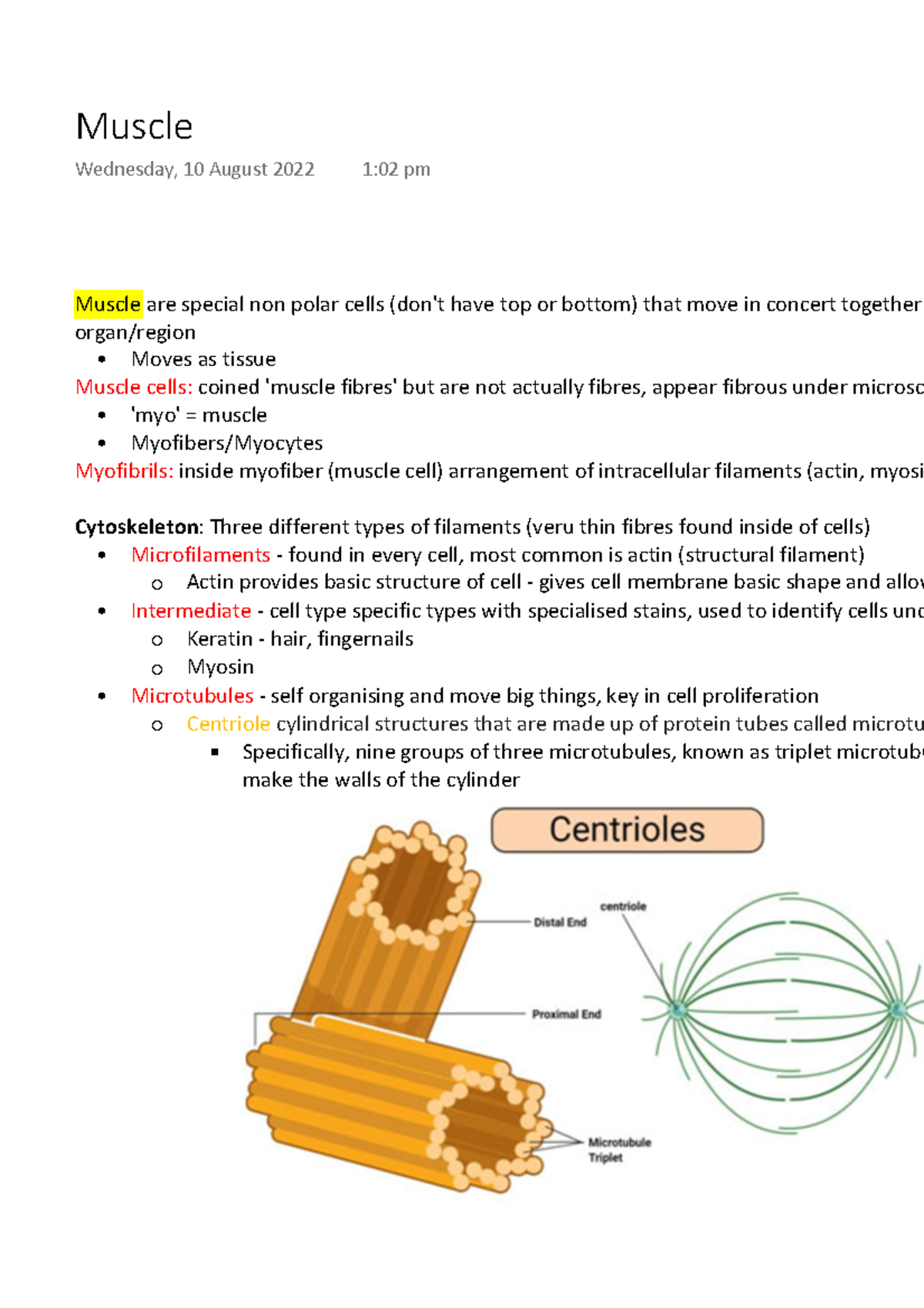 Muscle - One sarcomere occupies the space one dark band (Z line) and ...