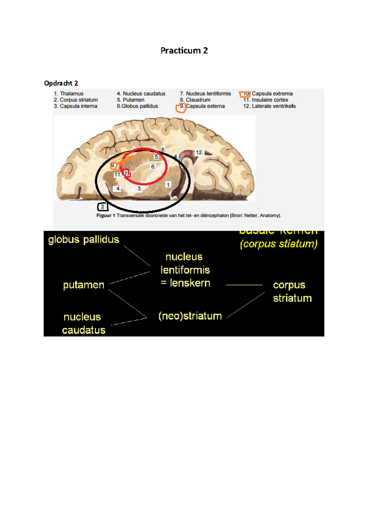 Practicum 2 opdrachten - Practicum 2 Opdracht 2 Opdracht 3 De ...