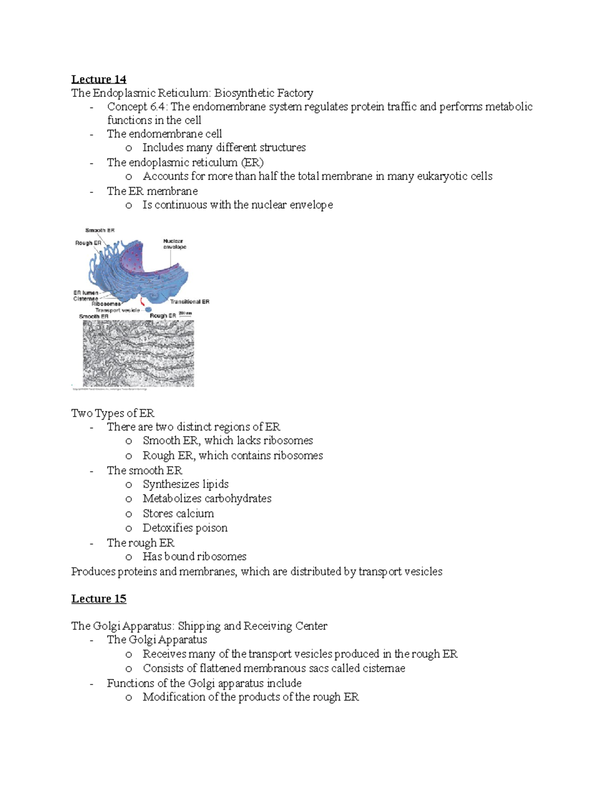 BIOB 160-001 10:4:19 Lecture 15 - Lecture 14 The Endoplasmic Reticulum ...