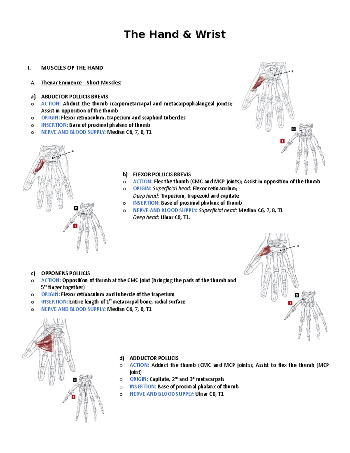 1. Hand - Hand anatomy lecture - The Hand & Wrist I. MUSCLES OF THE ...