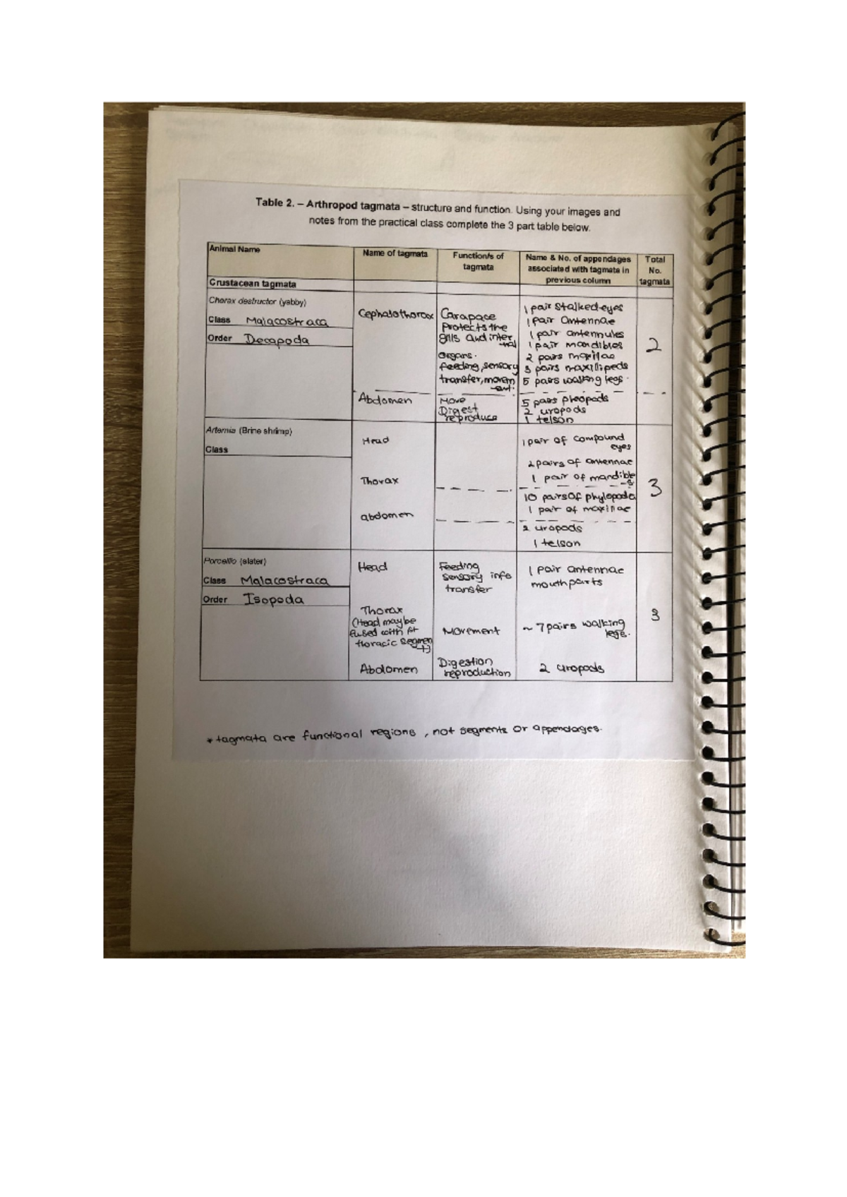 Arthropod Tagmata - Animal Diversity - S320 - Studocu