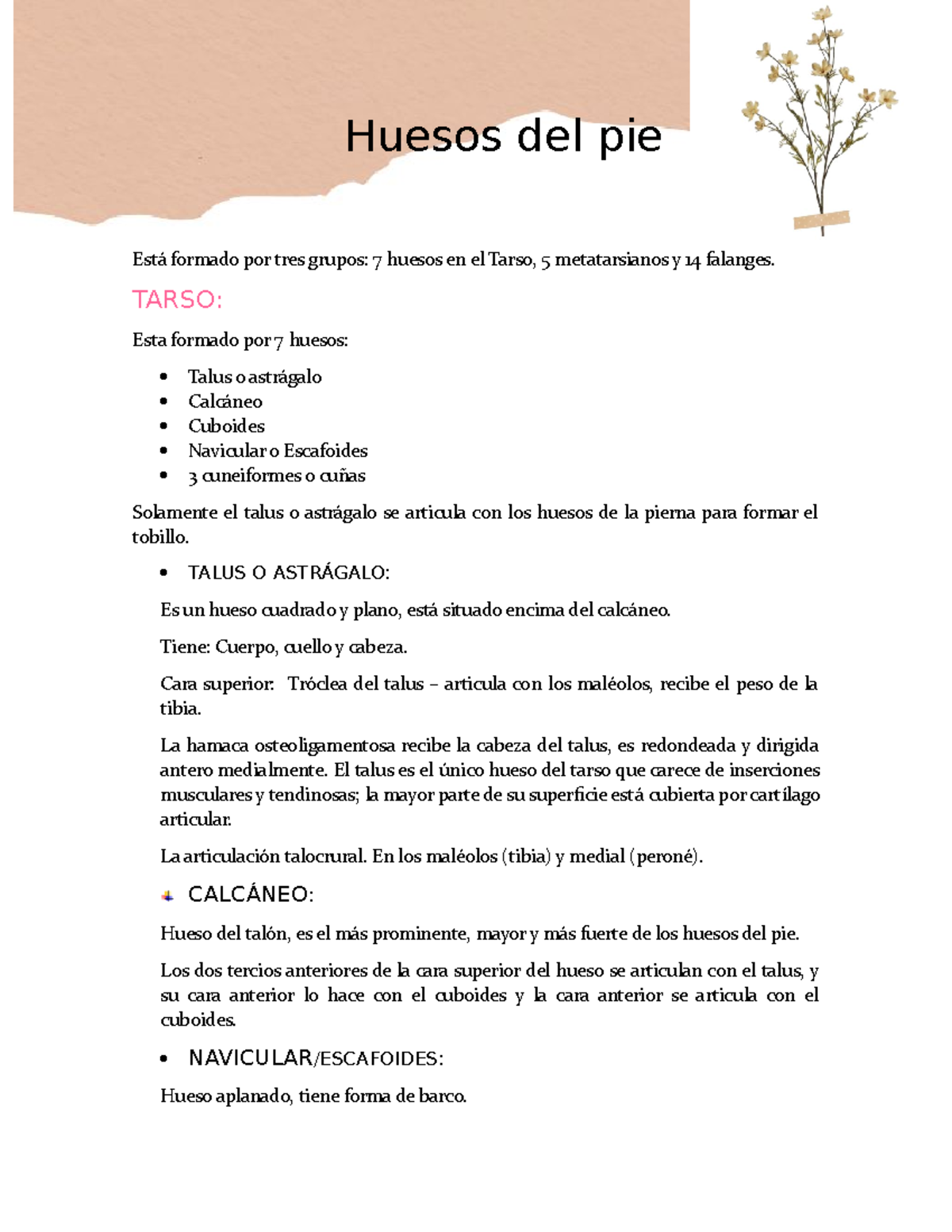 Huesos del pie - Huesos del pie Está formado por tres grupos: 7 huesos ...