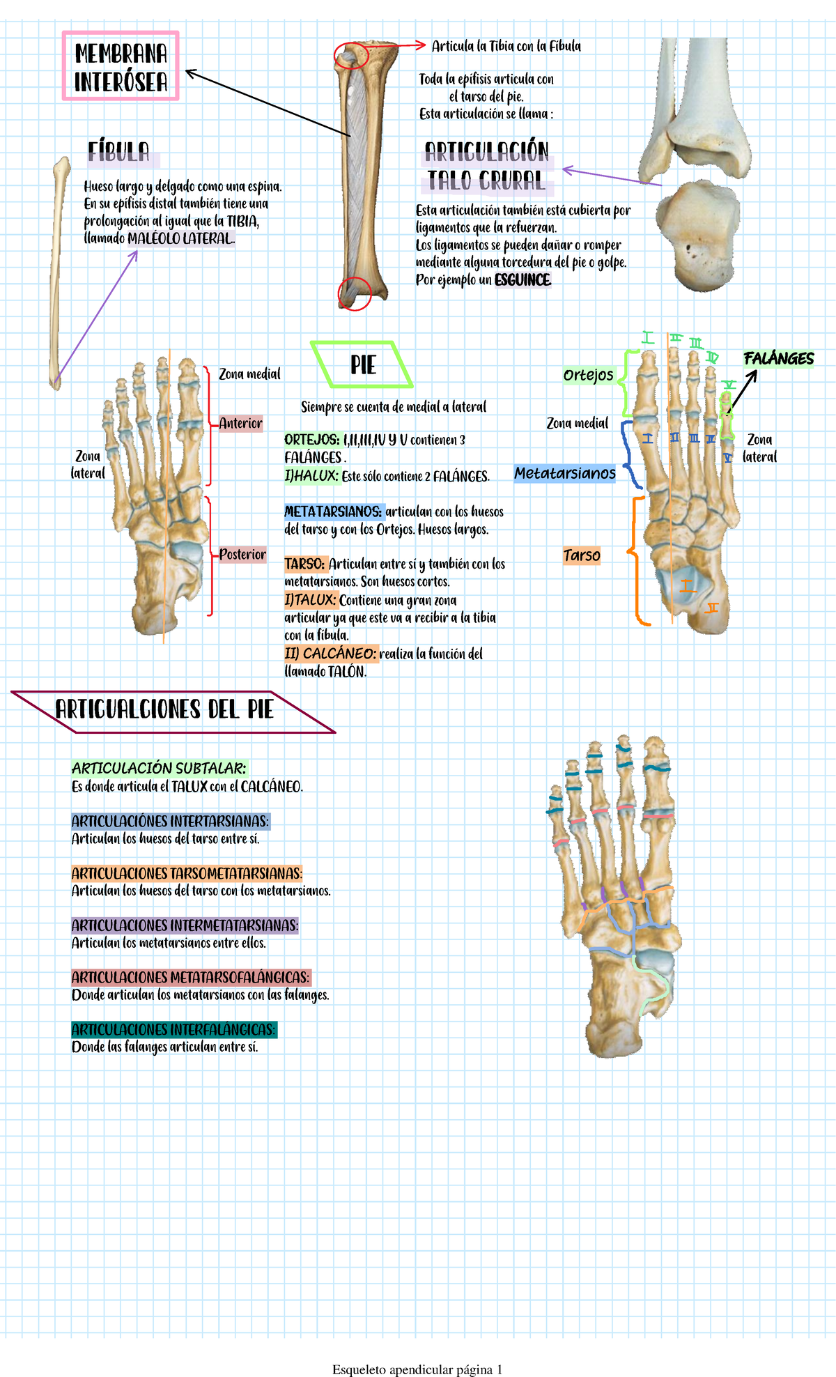 3 Osteología y Artrología miembro inferior - Membrana interósea ...