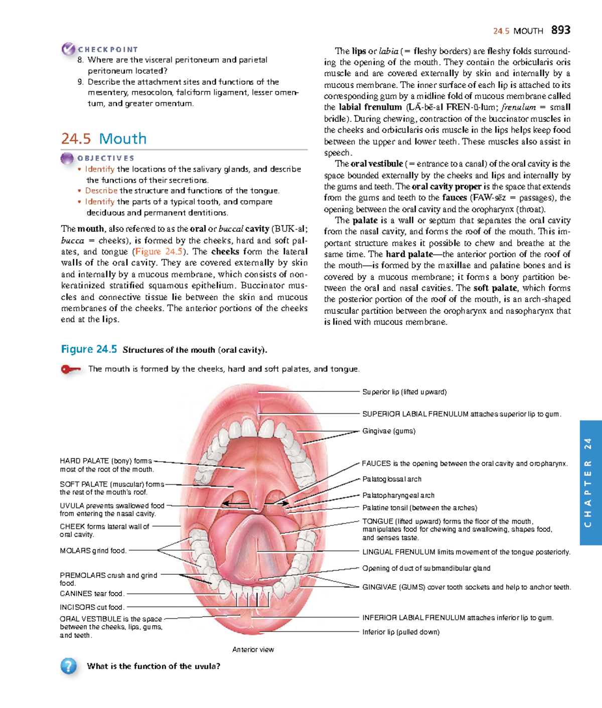Anatomy-physiology-232 - C H A P T E R 24 24 MOUTH 893 The lips or ...
