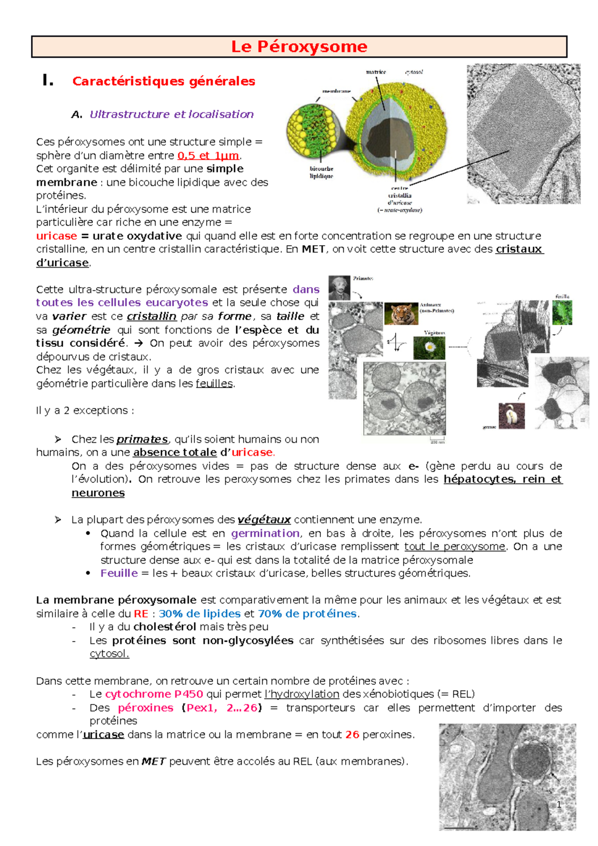 Le péroxysome bio cell - Le Péroxysome I. Caractéristiques générales A ...