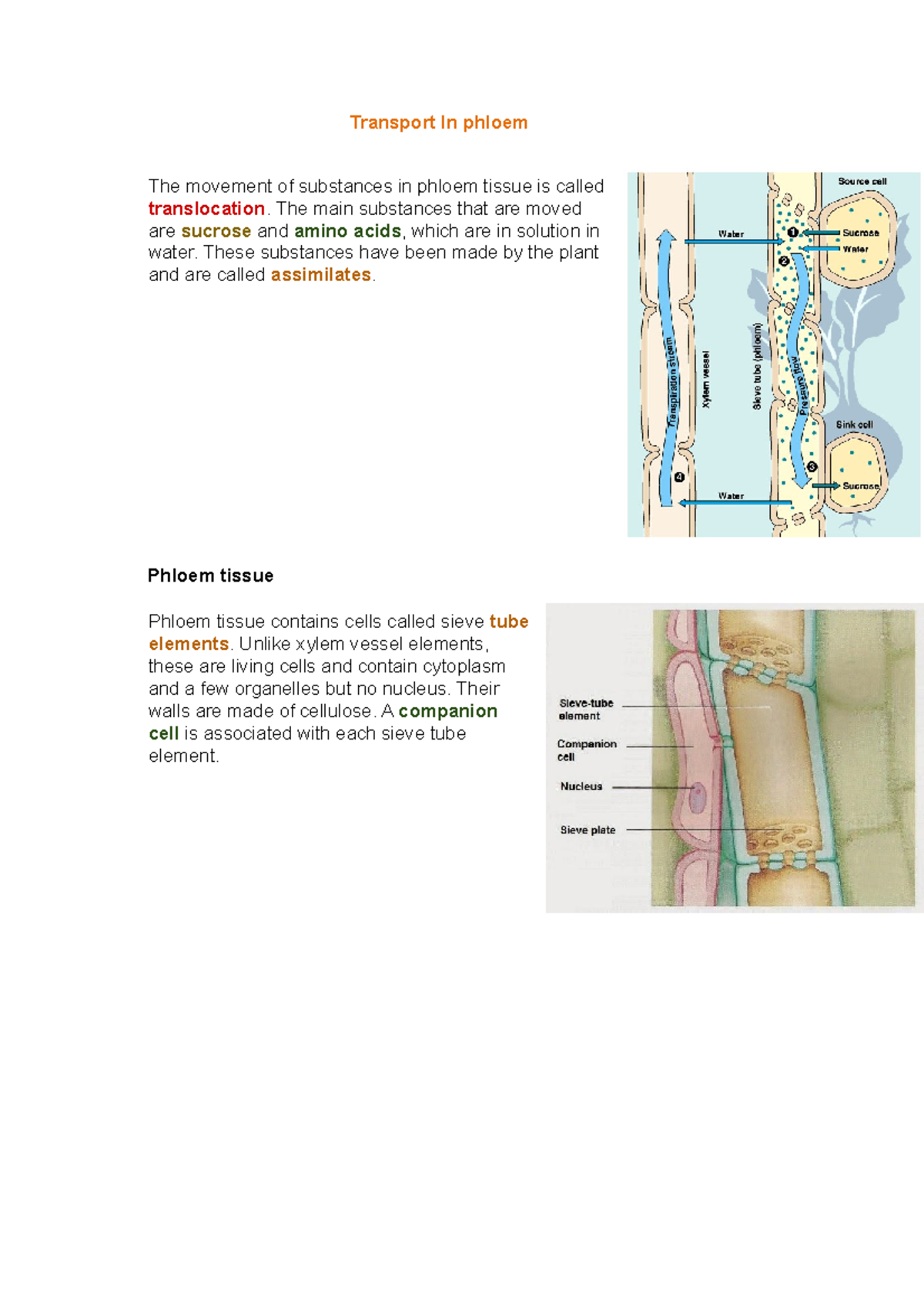 Transport In phloem - The main substances that are moved are sucrose ...