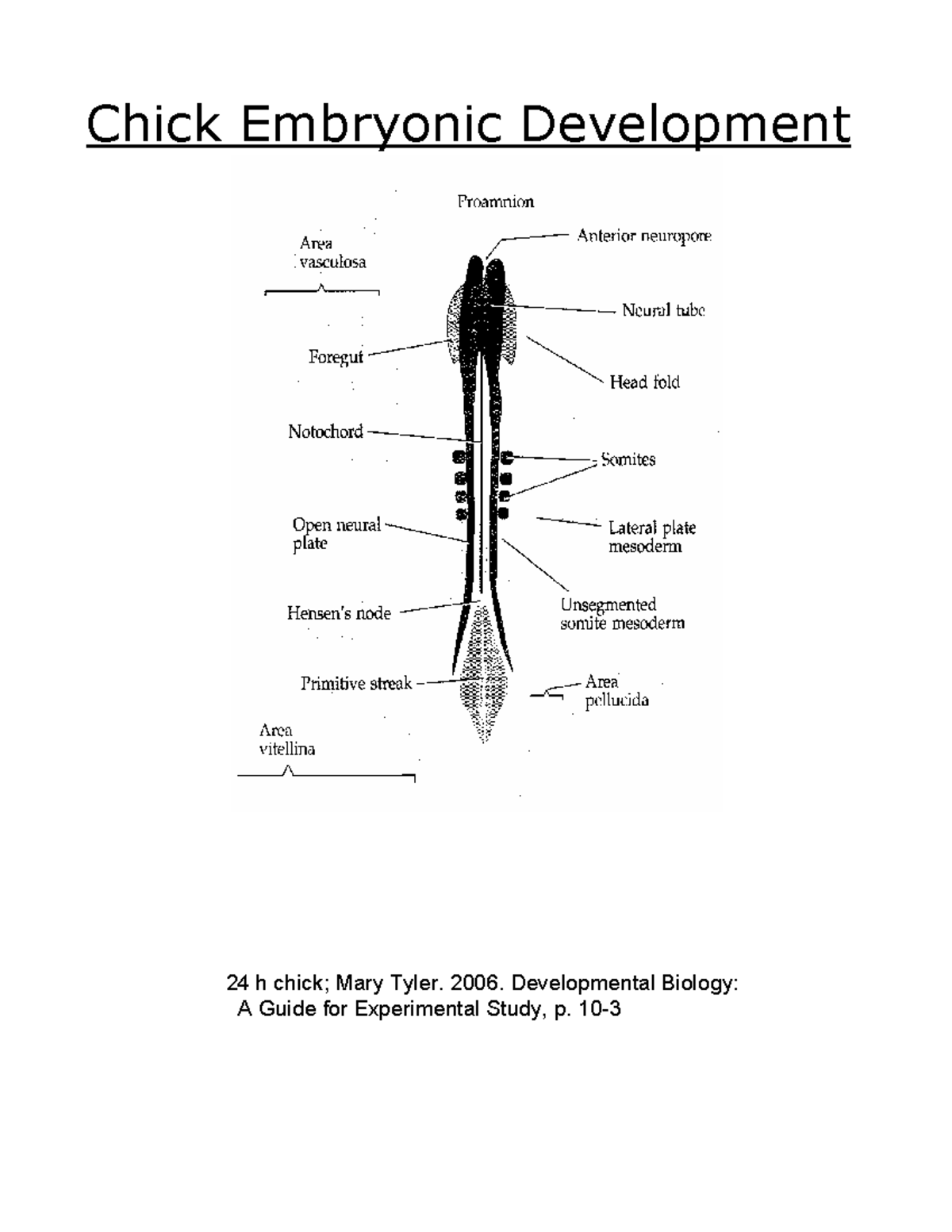 Chick Staging Series - Chick Embryonic Development - Studocu
