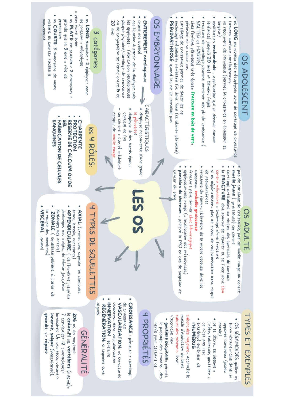 carte mentale os anatomie P1 - Anatomie Générale P1 UE2 - Studocu