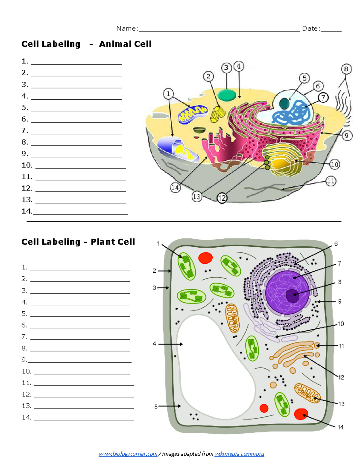 Cell Labeling - Name:_______________________________________ Date ...